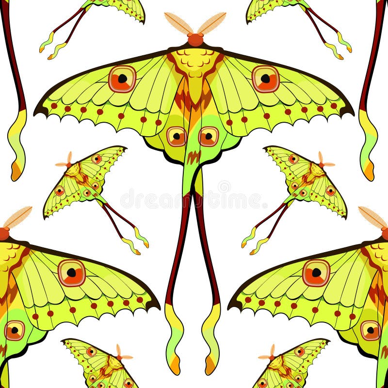 Seamless Pattern Butterfly Madagascar Comet Moth Moon Vector Il Stock ...