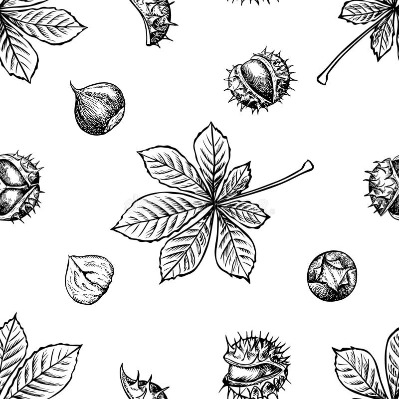 Chestnut Tree Vector Stock Illustrations – 9,401 Chestnut Tree Vector ...
