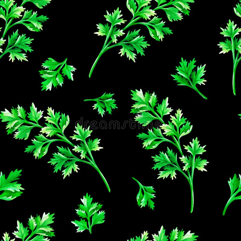 Cilantro pattern stock vector. Illustration of pattern - 57191130