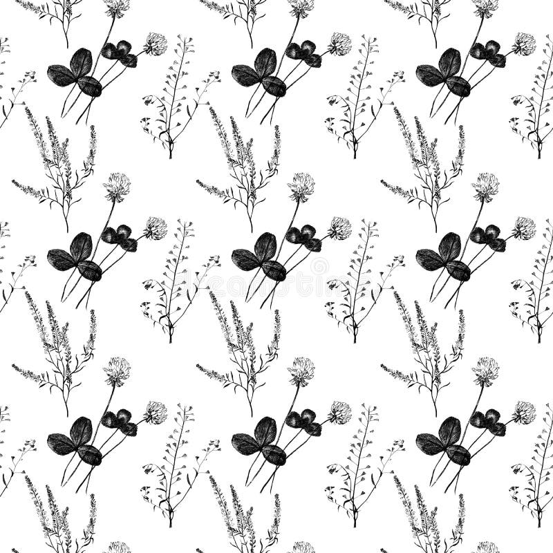 Withered Field Flower Sketch Stock Illustrations – 9 Withered Field ...