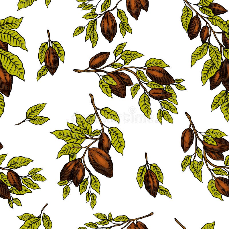 Seamless Pattern with Cocoa Beans on a Branch for Chocolate Hand Drawn ...