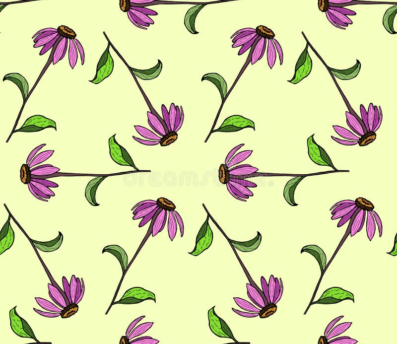 Color Echinacea Aka Purple Coneflower Sketch. Stock Vector ...