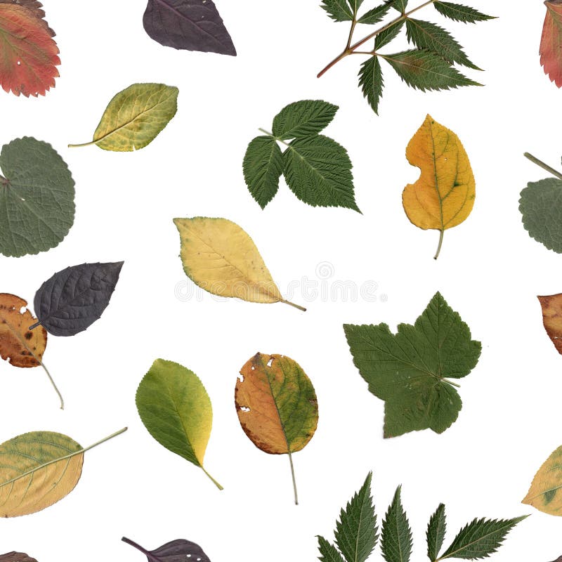 Seamless Pattern of Color Leaves Stock Image - Image of tree, pattern ...