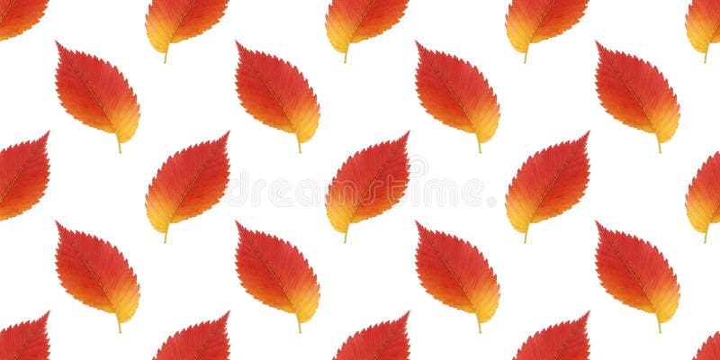 Seamless Pattern of Colorful Autumn Elm Leaves Creating Vibrant Design ...