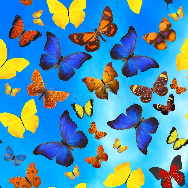 Seamless Pattern with Colorful Butterflies Against Blue Sky Stock Photo ...