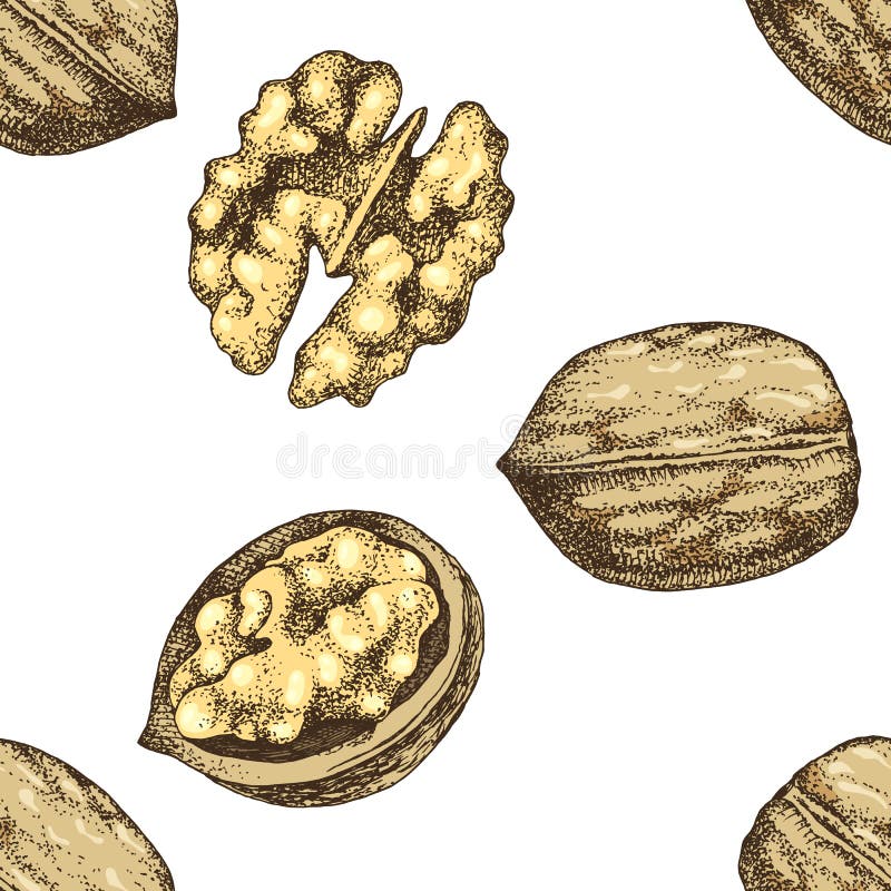 Walnut Nuts Labels and Elements Set. Vector Stock Vector - Illustration ...