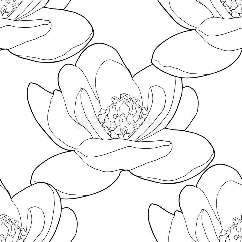 Coloring Magnolia Flower Garden Decorative Vector Illustration Stock ...