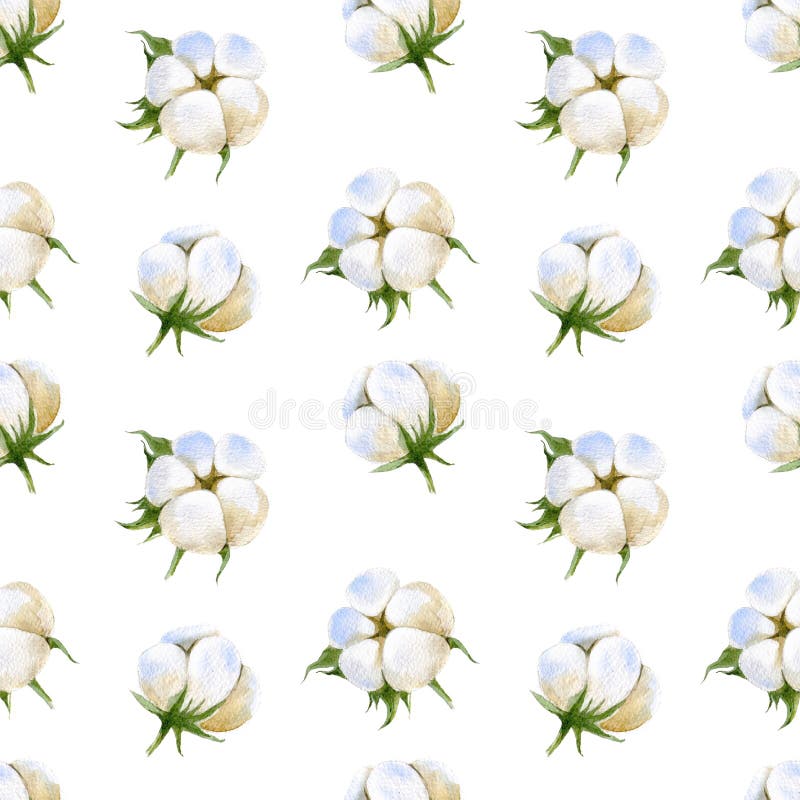 Cottonplant Stock Illustrations – 68 Cottonplant Stock Illustrations ...