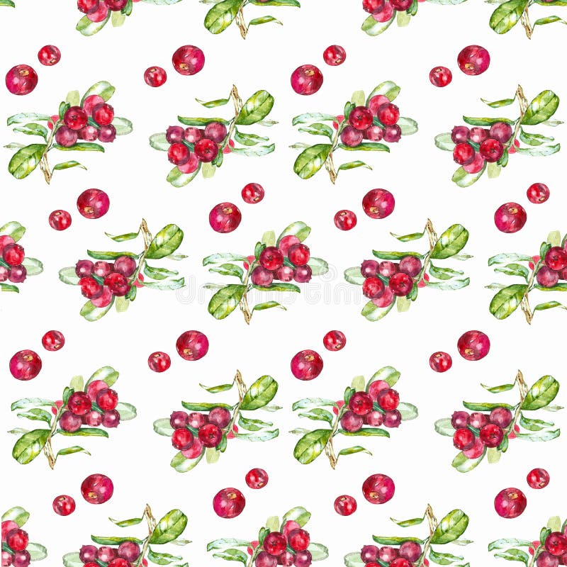 Seamless Pattern Cranberries Stock Illustration - Illustration of ...
