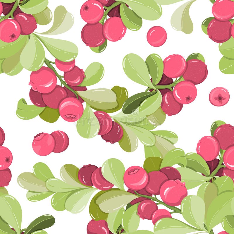 Seamless Pattern of Cranberry Stock Vector - Illustration of fresh ...