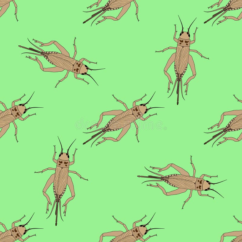 Seamless Pattern with Cricket or Grig. Gryllus Campestris. Hand-drawn ...