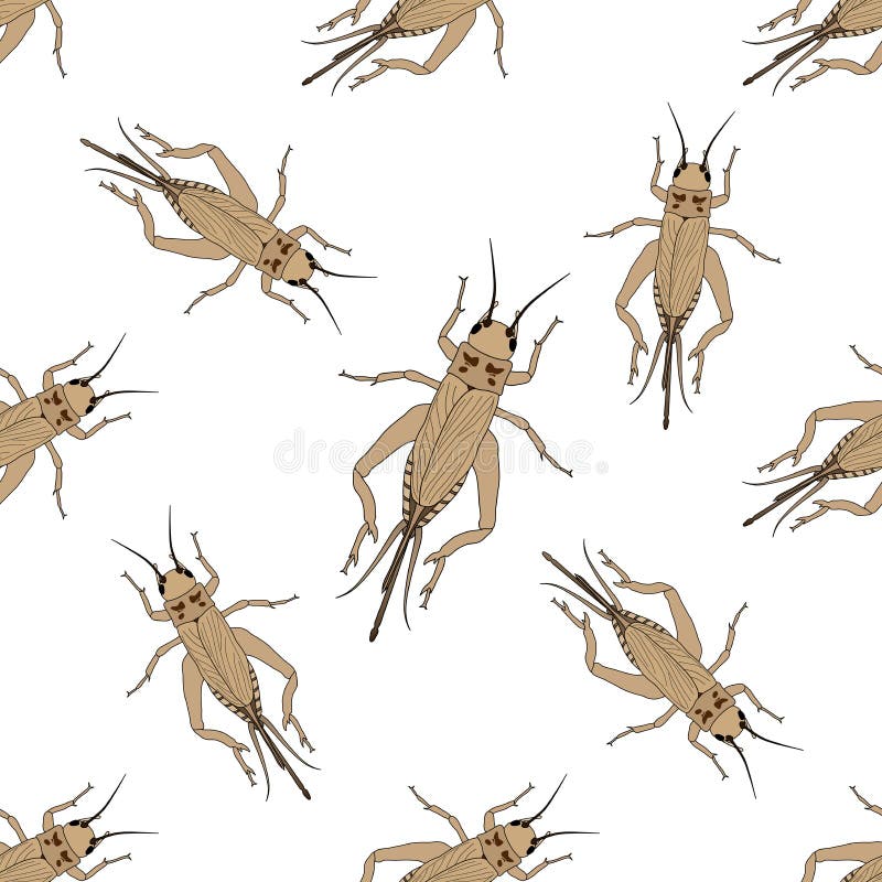 Cricket Hand Drawing Stock Illustrations – 516 Cricket Hand Drawing ...