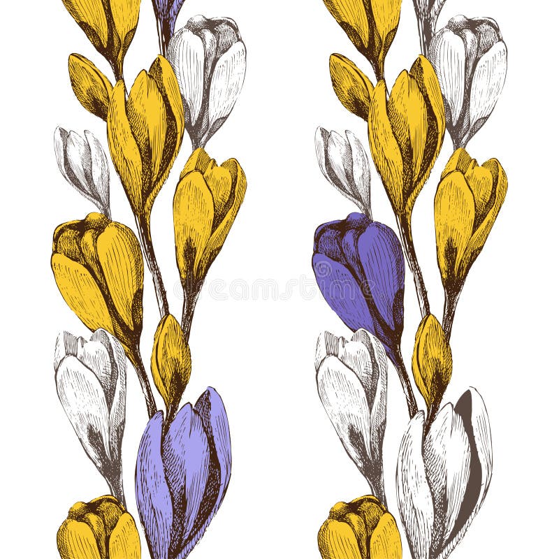 Crocus Flower and Seamless Floral Border Stock Vector - Illustration of ...