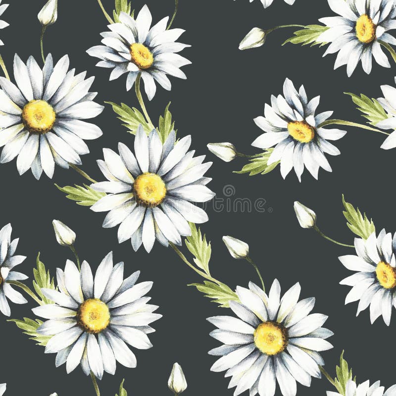 Seamless Pattern with Daisies. Hand Draw Watercolor Illustration Stock ...
