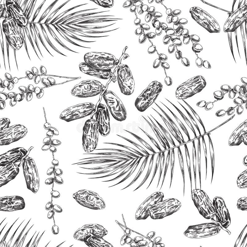 Date Palm Tree, Hand Drawn Vector Illustration in Sketch Style ...