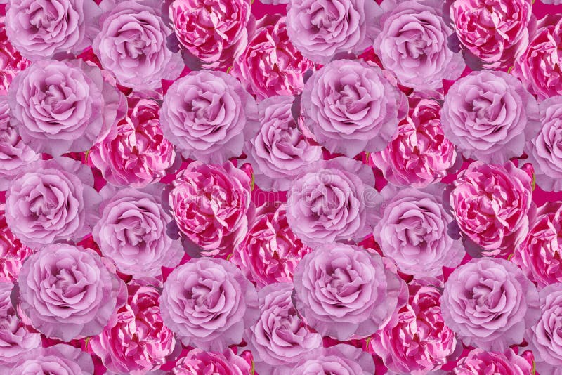 Seamless Pattern with Delicate Pink Roses Stock Illustration ...