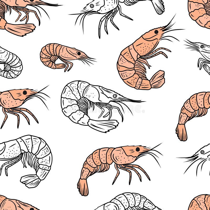 Seamless Pattern with Different Realistic Shrimp Drawing on White ...