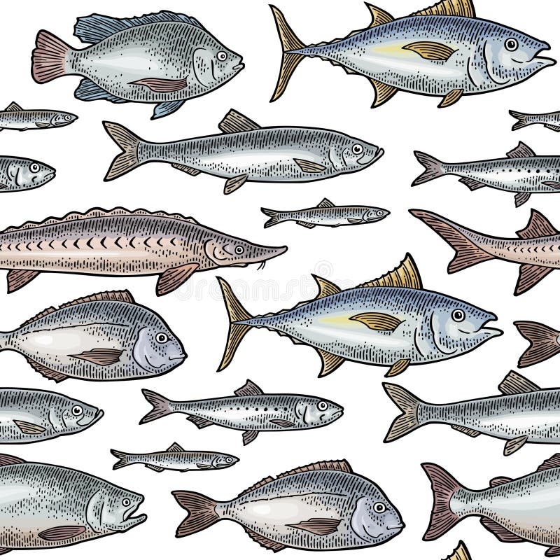 Seamless Pattern Different Types Fish. Vintage Engraving Stock Vector ...