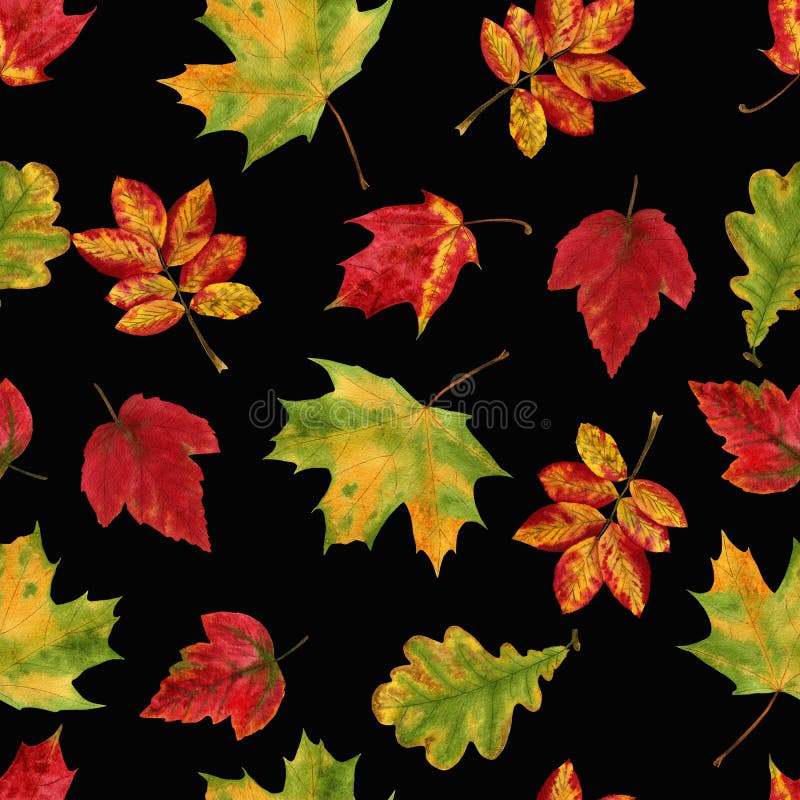 Sugar Maple Leaf Drawing Stock Illustrations – 65 Sugar Maple Leaf ...