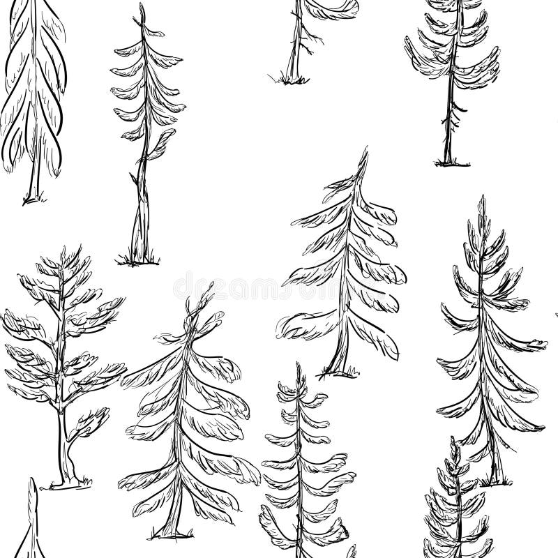 A Seamless Pattern Featuring Outline Sketch Spruce and Pine Trees ...