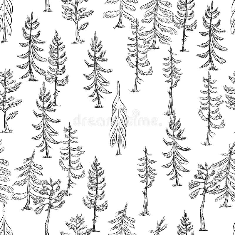 Outline Sketch Spruce Pine Trees Black White Forest Vector Illustration ...