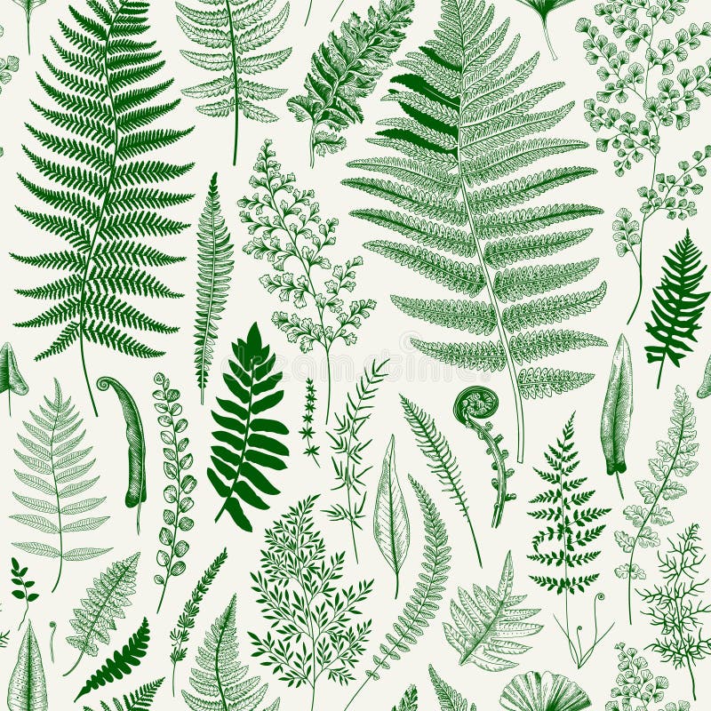Seamless pattern. Ferns stock vector. Illustration of ginkgo - 88448112