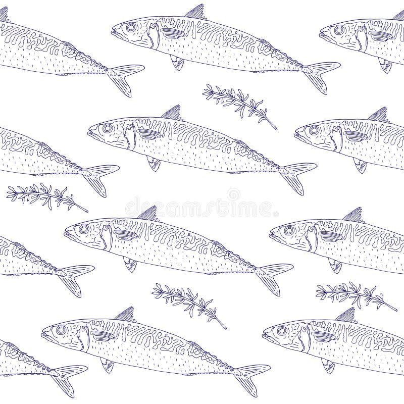 Mackerel Fish Hand Drawn, Outline. Isolated on White Background Stock ...