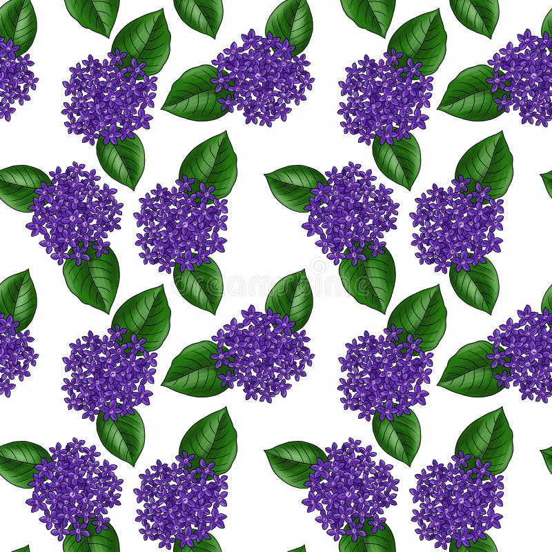 Heliotrope Flower Drawing Stock Illustrations – 60 Heliotrope Flower ...