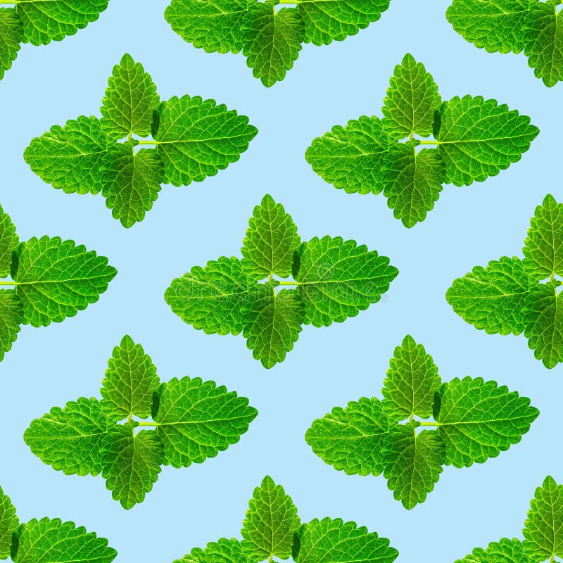 Seamless Pattern of Fresh Mint Leaves on Blue Background Stock Photo ...