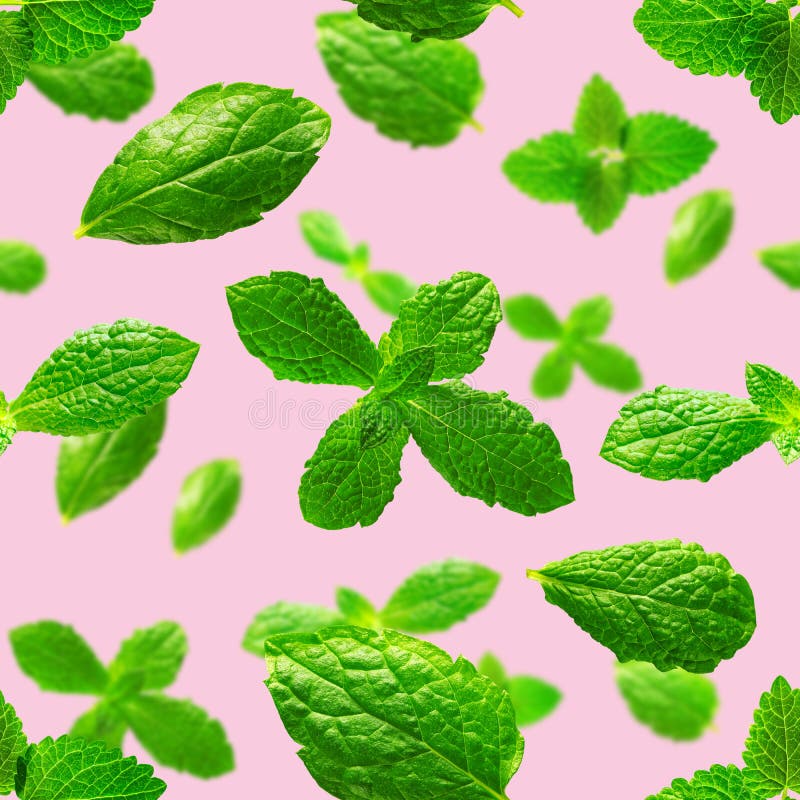 Seamless Pattern of Fresh Mint Leaves on Pink Background Stock Image ...