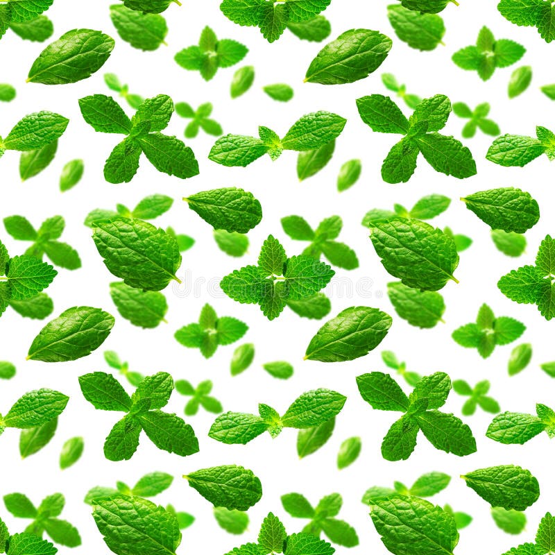 Seamless Pattern of Fresh Mint Leaves on White Background Stock Photo ...
