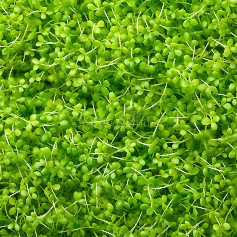 Seamless Pattern with Fresh and Young Micro Greens. Microgreen Sprouts ...