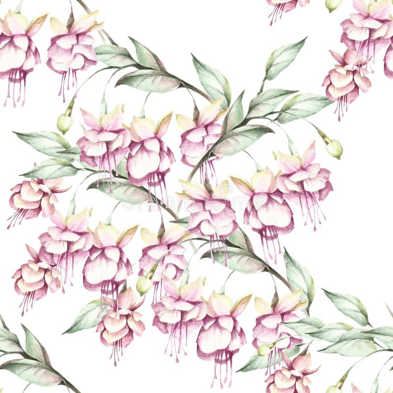 Seamless Pattern with Fuchsia. Hand Draw Watercolor Illustration Stock ...
