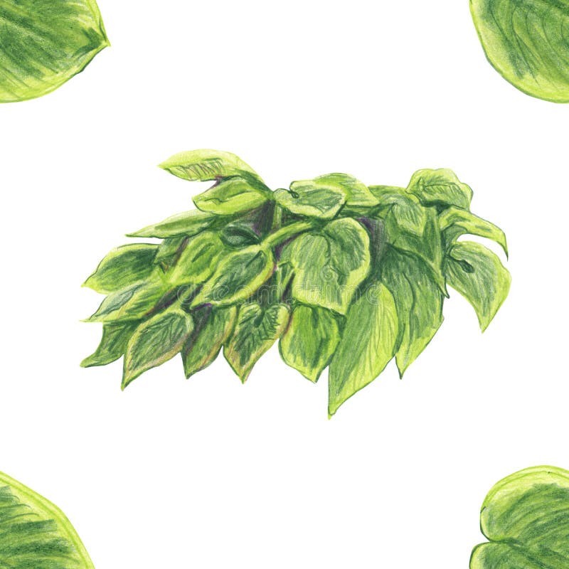 Hosta leaf stock vector. Illustration of nature, botanical - 122850802