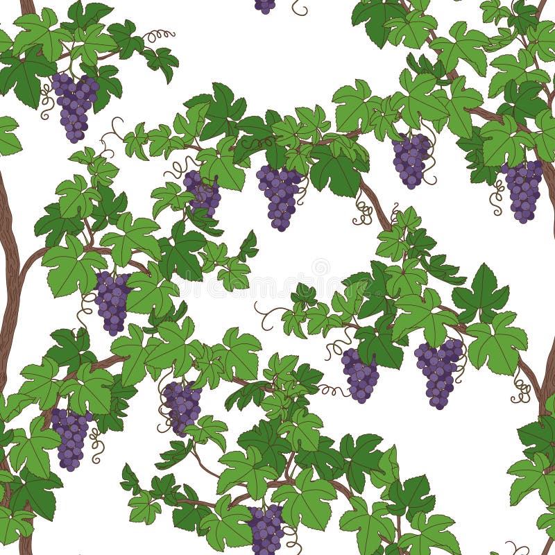 Seamless Pattern with Grapes and Leaves Stock Vector - Illustration of ...