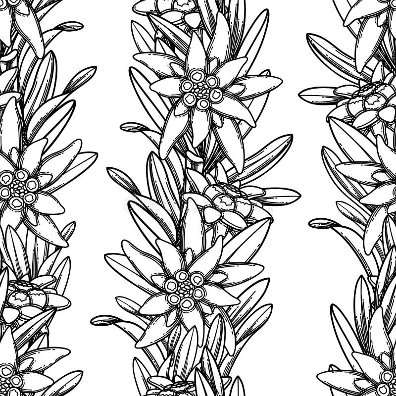 Edelweiss Sketch Stock Illustrations – 261 Edelweiss Sketch Stock ...