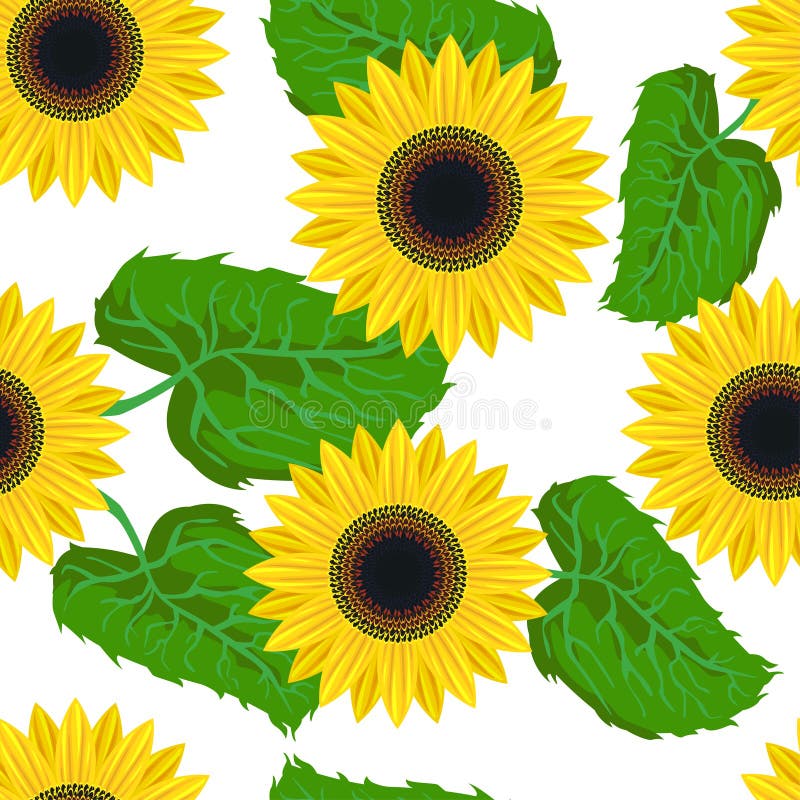 Seamless Pattern Graphic Sunflower Stock Illustration - Illustration of ...