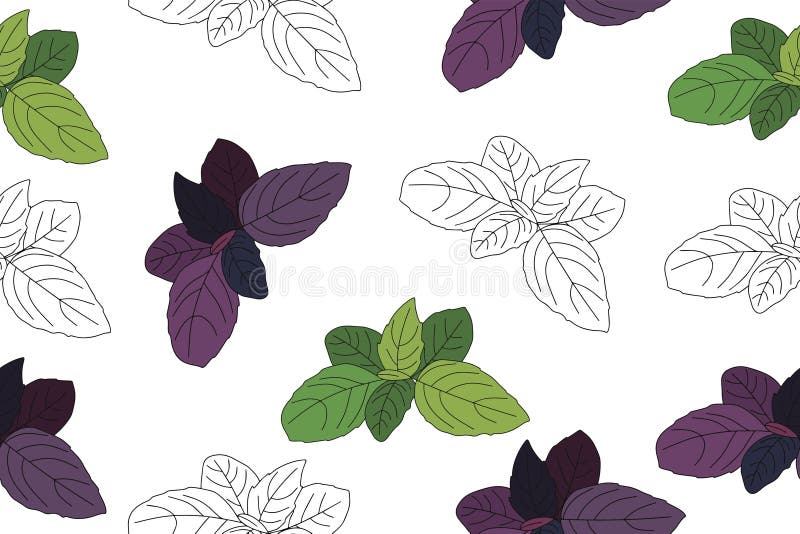 Seamless Pattern of Green and Purple Basil Leaves. Vector Illustration Stock Vector ...