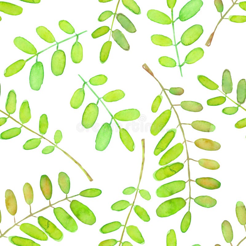 Acacia Tree Clip Art Stock Illustrations – 97 Acacia Tree Clip Art ...