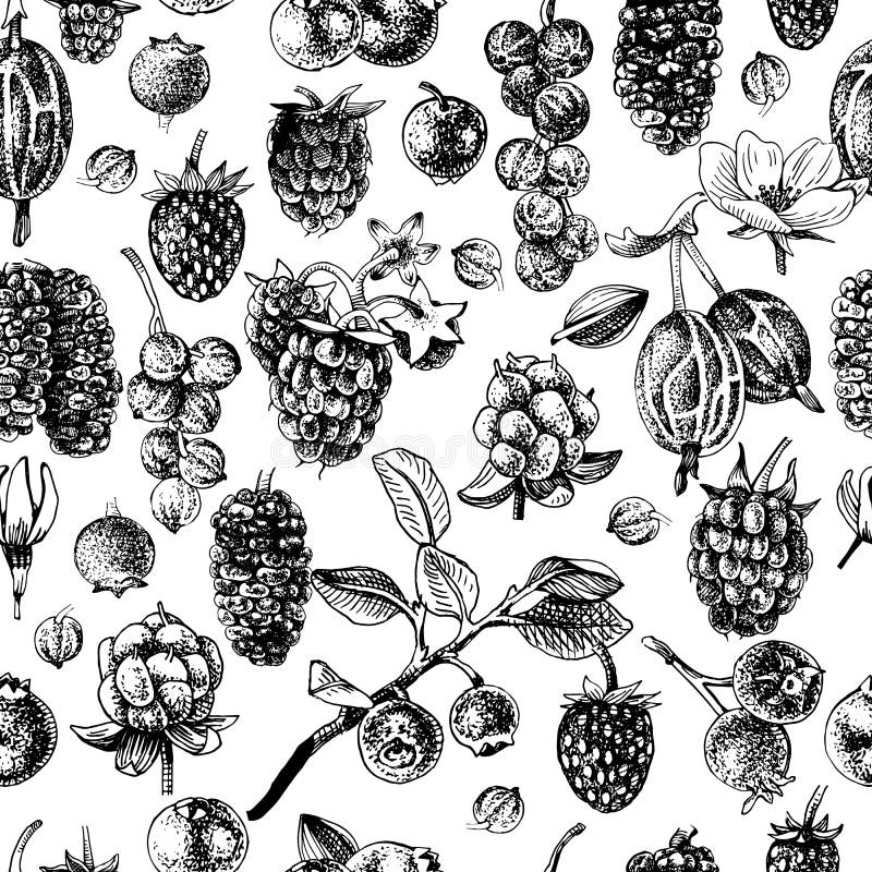 Seamless Pattern with Hand Drawn Berries Stock Vector - Illustration of ...