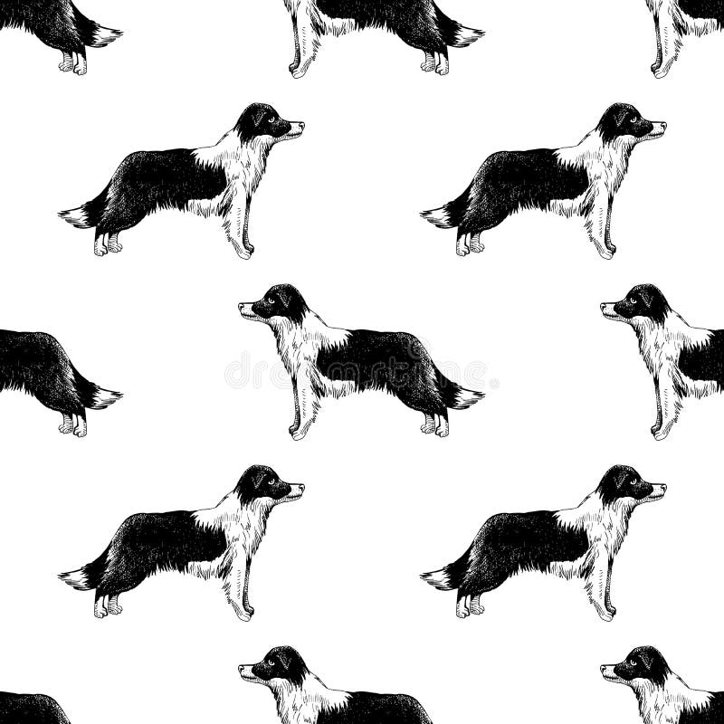 Seamless Pattern with Border Collies Stock Vector - Illustration of ...