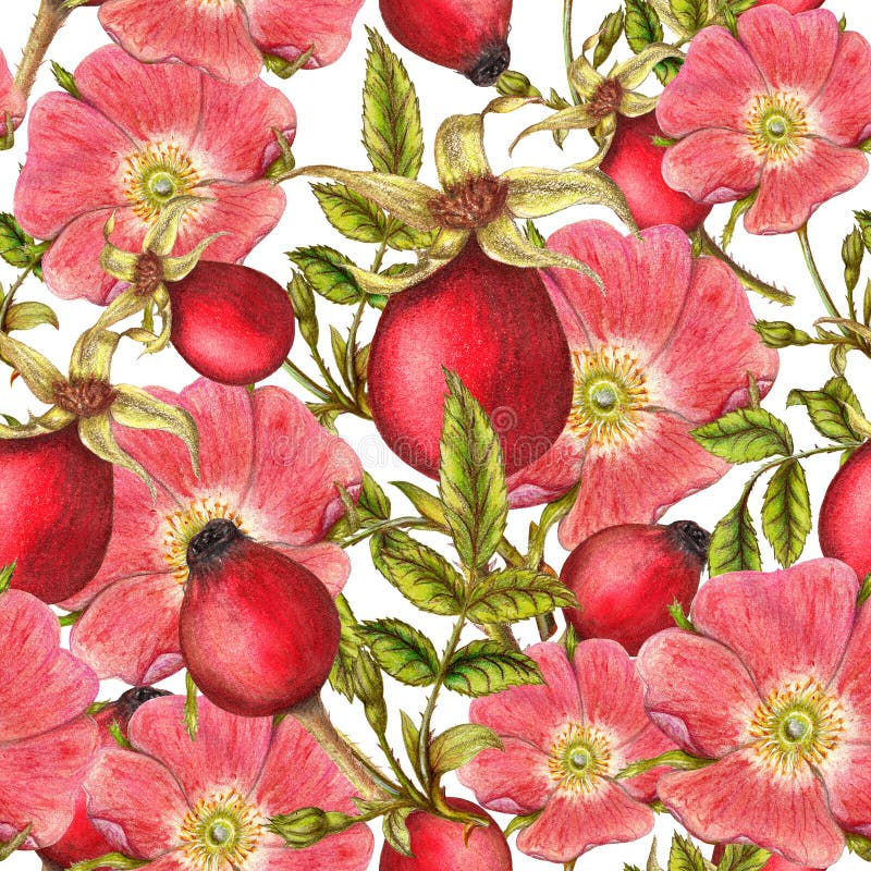 Briar flower stock illustration. Illustration of drawn - 70350892