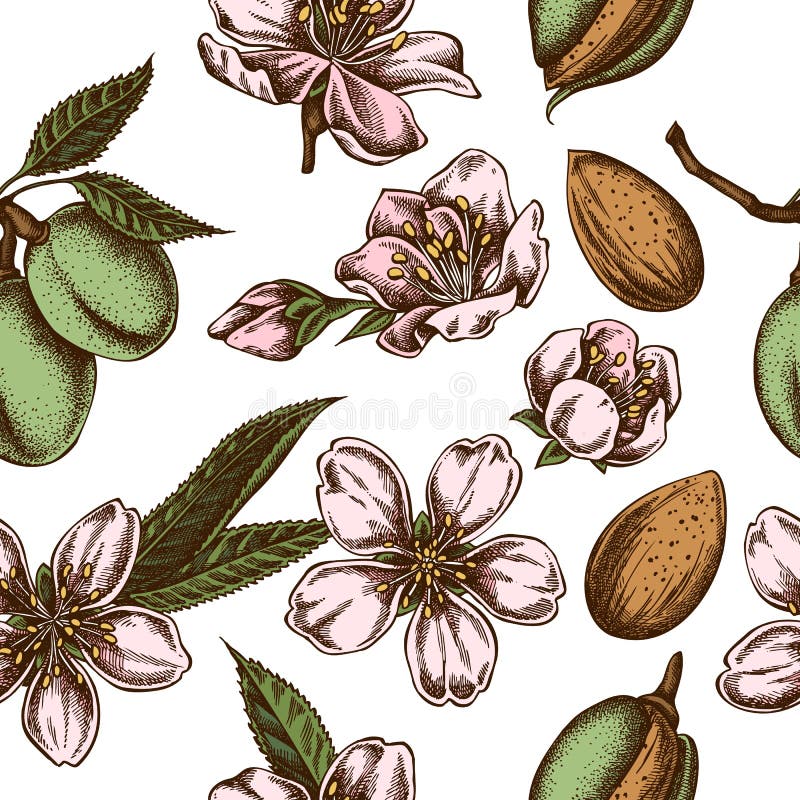 Seamless Pattern with Hand Drawn Colored Almond Stock Vector ...