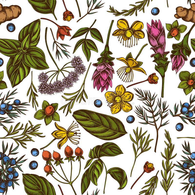 Seamless Pattern with Hand Drawn Colored Angelica, Basil, Juniper ...