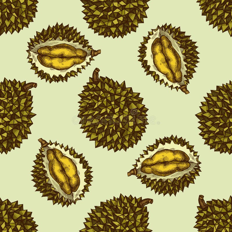 Seamless Pattern with Hand Drawn Colored Durian Stock Vector ...