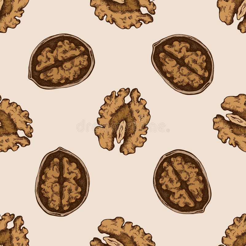 Walnut Open Drawing Stock Illustrations – 176 Walnut Open Drawing Stock ...