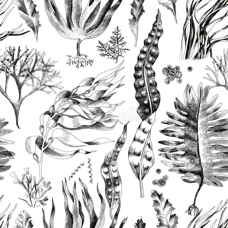 Seamless Pattern with Hand Drawn Edible Algae Stock Vector ...
