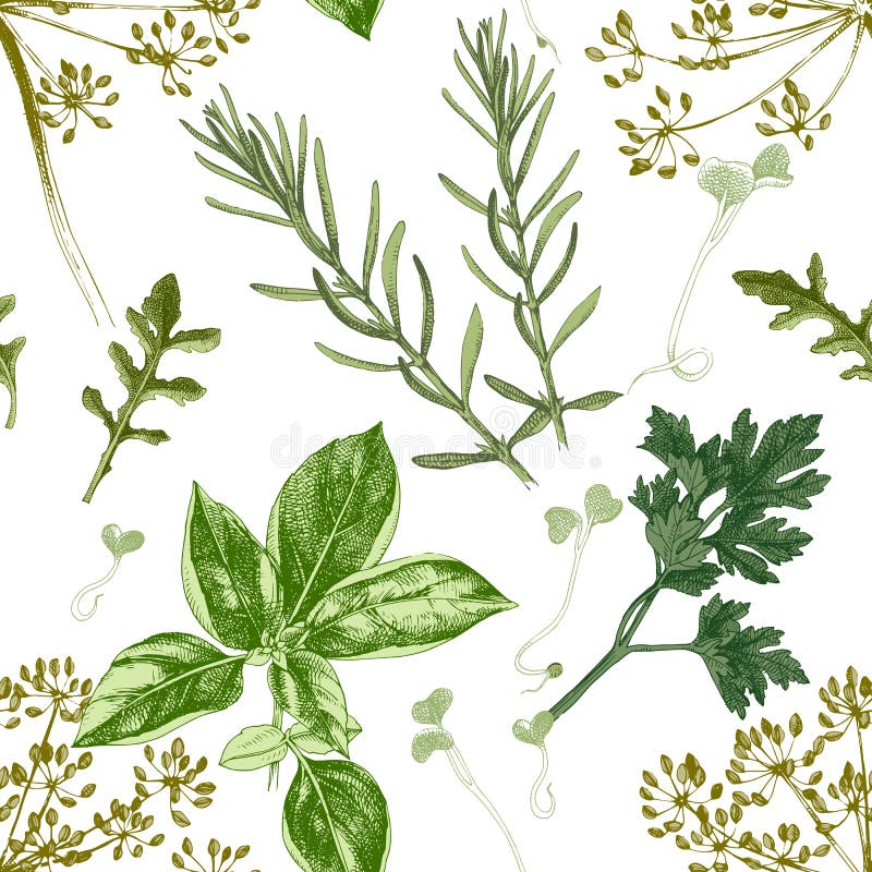 Seamless Pattern with Hand Drawn Herbs Stock Vector - Illustration of ... Seamless Pattern with Hand Drawn Herbs Stock Vector - Illustration of ...
