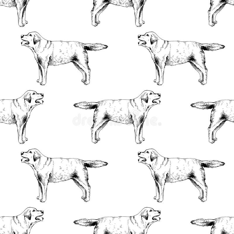 Labrador Retrievers, Black, Chocolate, Yellow Labs, Dog Bone Treats ...