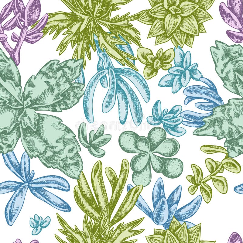 Seamless Pattern with Hand Drawn Pastel Succulent Stock Vector ...